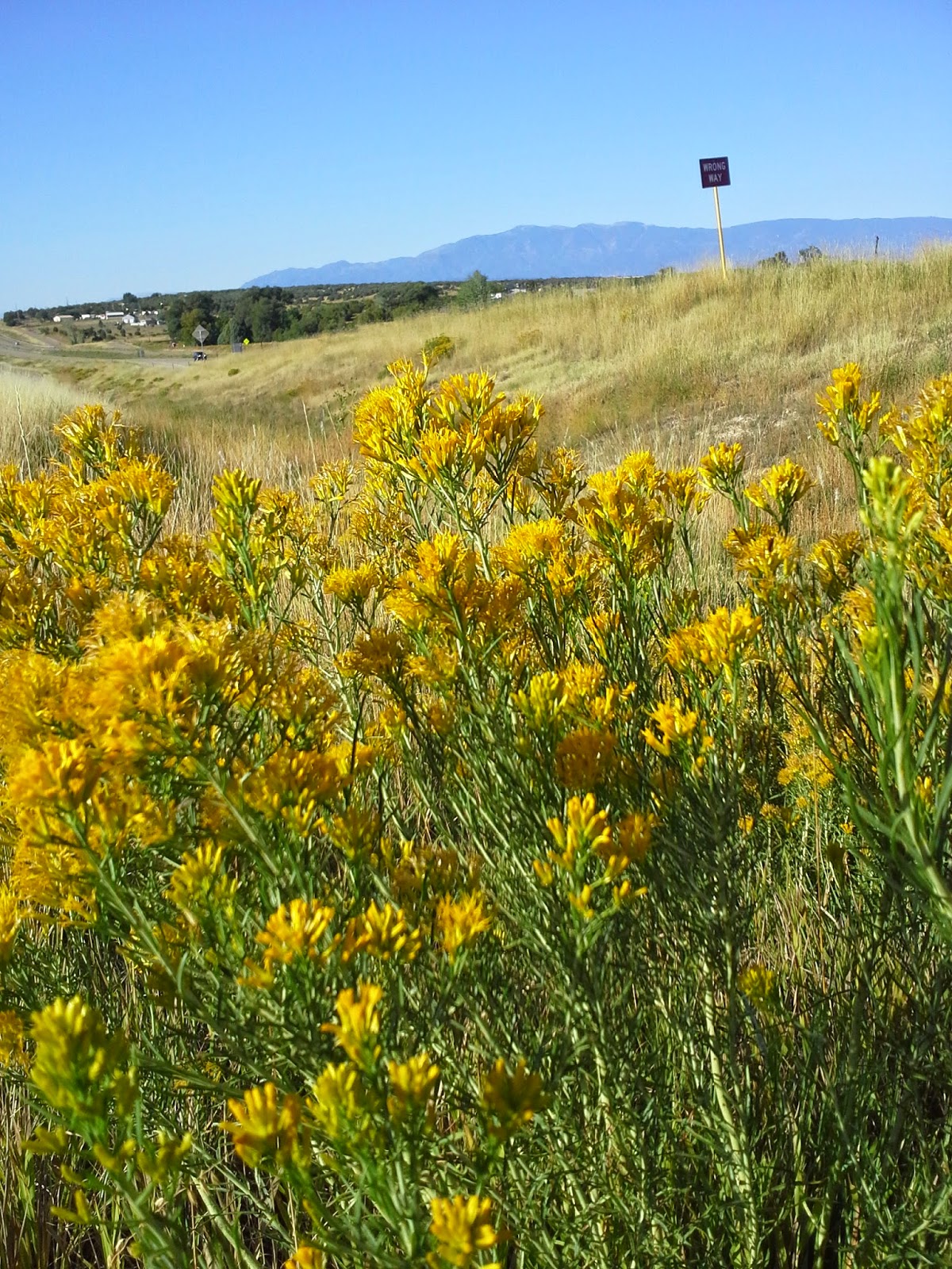 CO-Horts: Ode to rabbitbrush, the late season jewel of the garden