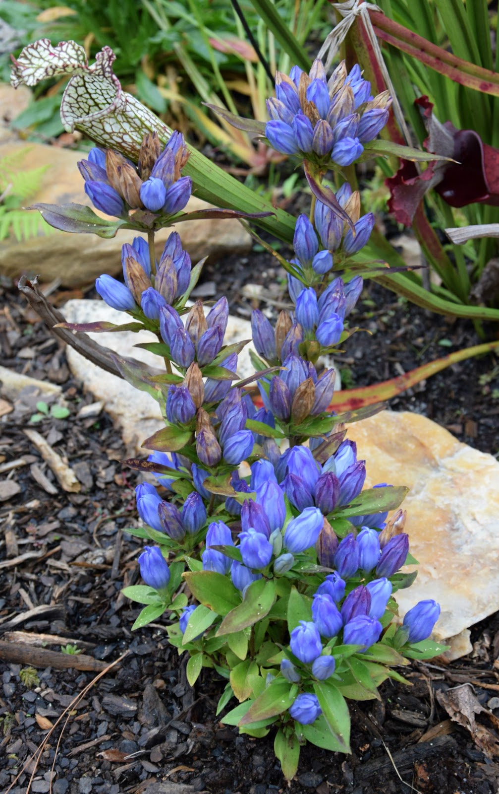 Using Georgia Native Plants: A Unique Fall Flower