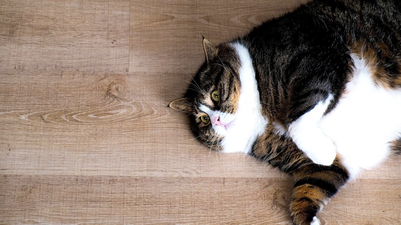 Best Canned Food For Diabetic Cats Cat Choices Best Canned Food For Diabetic Cats Cat Choices