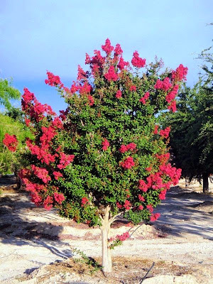 Xtremehorticulture of the Desert: Olive, Vitex or Crape Myrtle. Which ...