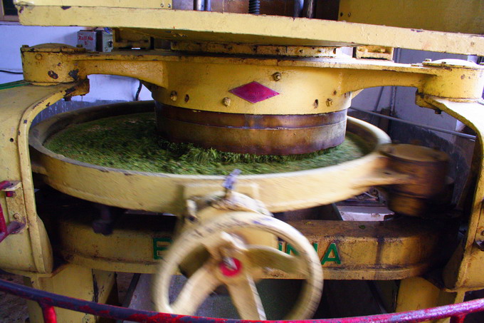 Orthodox Black Tea Manufacturing Process ~ Tea Quality Center