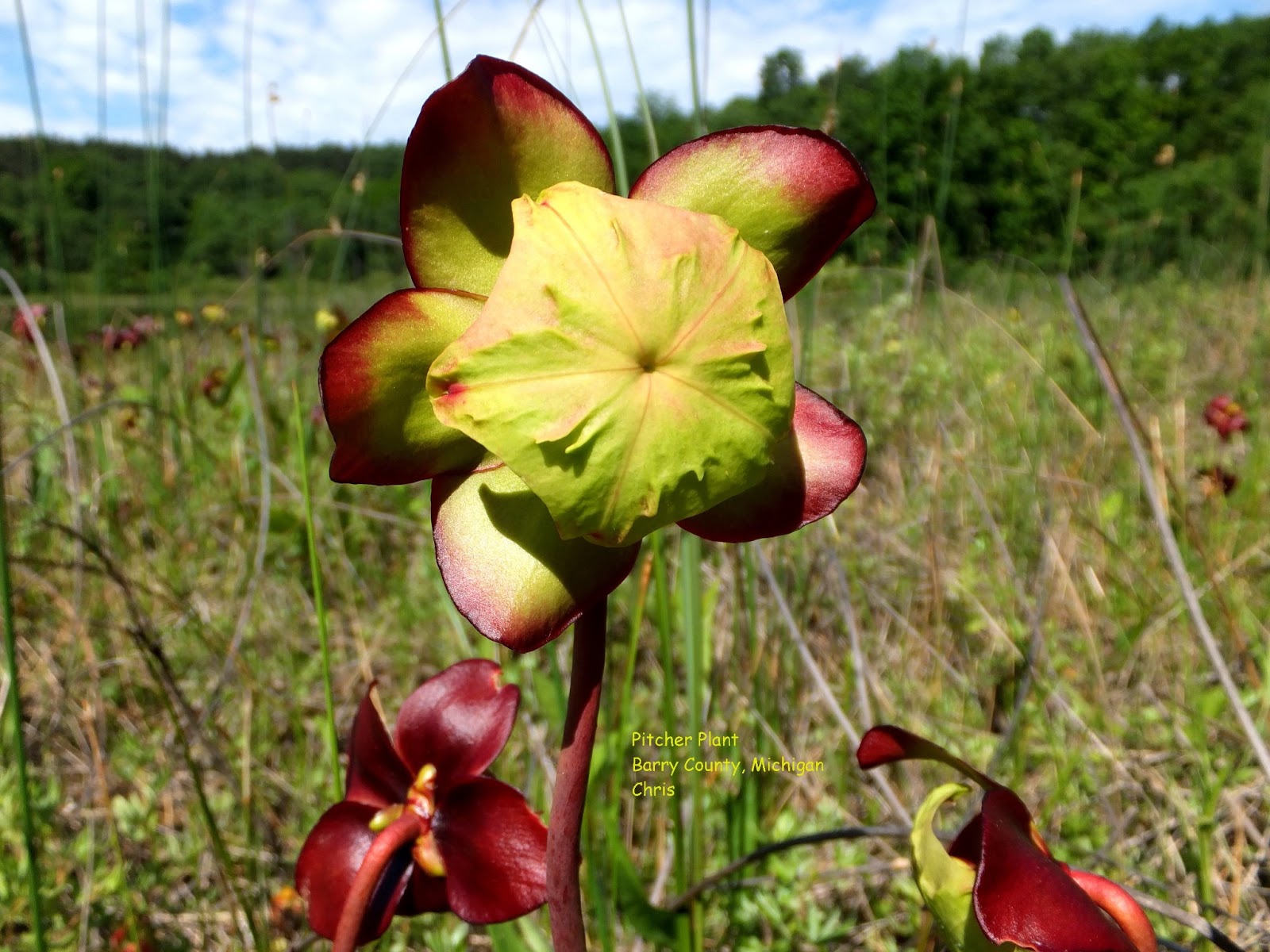 Plants Amaze Me: Michgan Fens, Michigan Wild Orchids