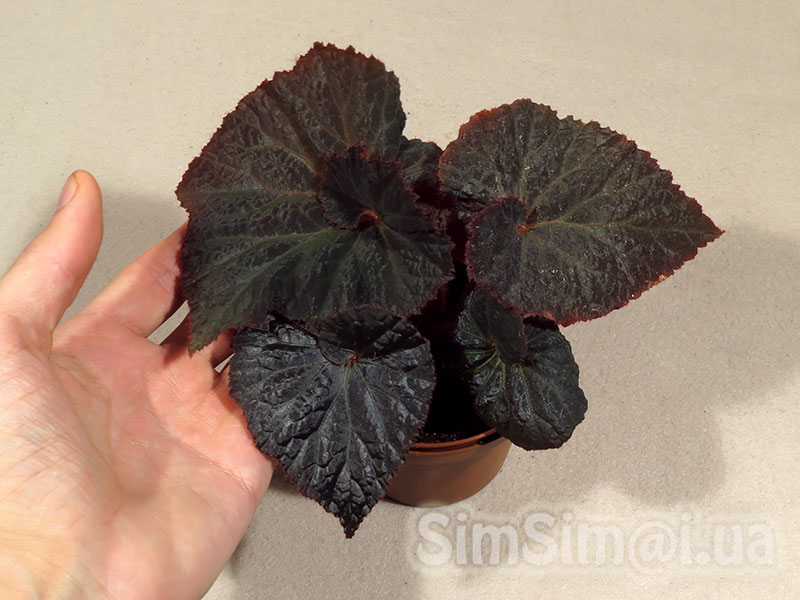 Beauty will save the world!!!: Begonia "Midnight Magic"