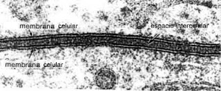 HOLA BIOLOGIA !: Membrana Celular