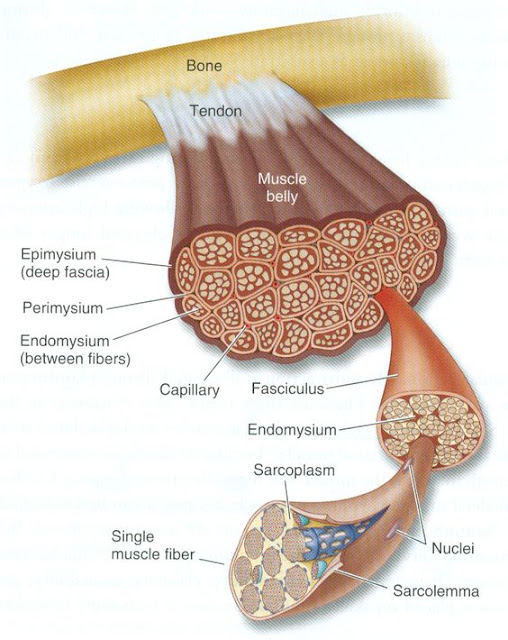 Medical and Health Science: Diagram of muscle tissue