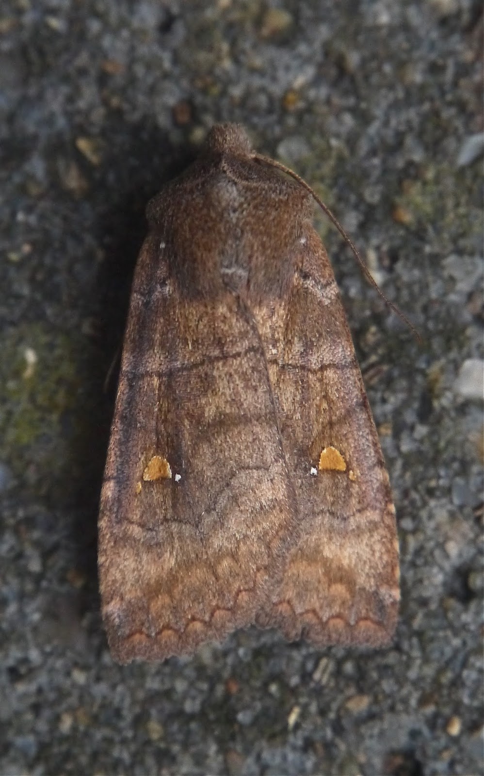Northwest Norfolk Naturalists: November Moth, Bordered Sallow and The ...