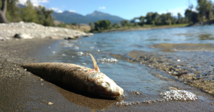 The Aquaculturists: 23/08/2016: Deadly parasite kills tens of thousands ...