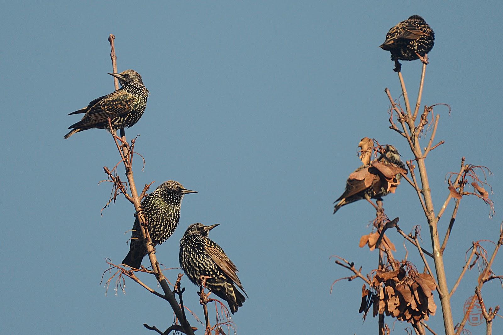 Oregon Backyard Birds, etc.: December 2011