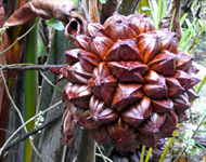 Padang Jawa - Masih Ku Ingat, Dulu Lain Sekarang Lain: Nipah - Jenis ...