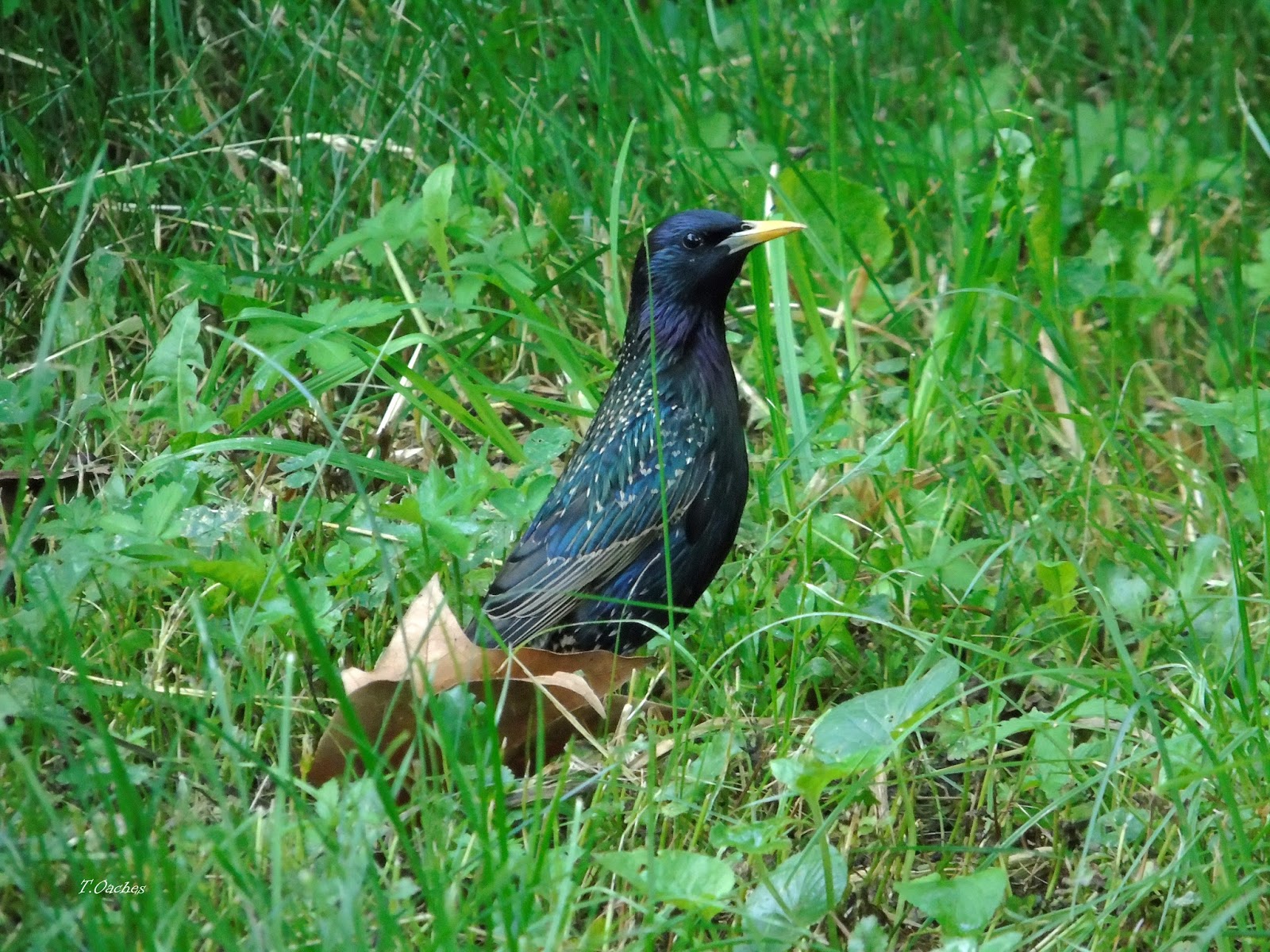 PASARI DIN ROMANIA: graur