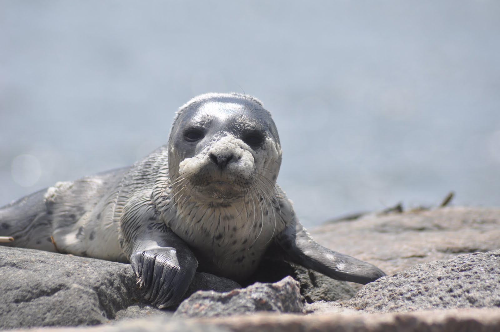 Jordsand Neuwerk: Lautes Heulen im Nordvorland