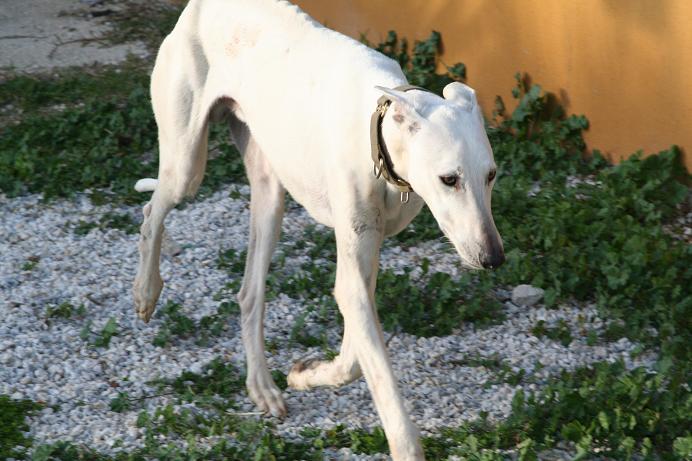 GALGOS: tratamientos y mas tratamientos/treatments and more treatments