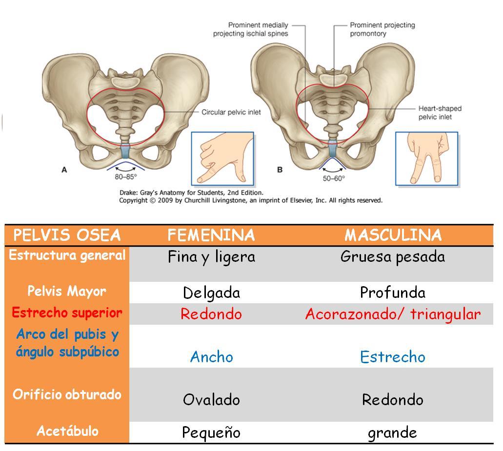 Anatomía UNAM: DIFERENCIAS ENTRE PELVIS FEMENINA Y MASCULINA