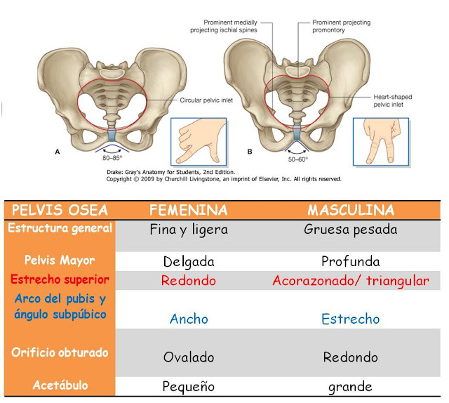 ANATOMÍA: Pelvis