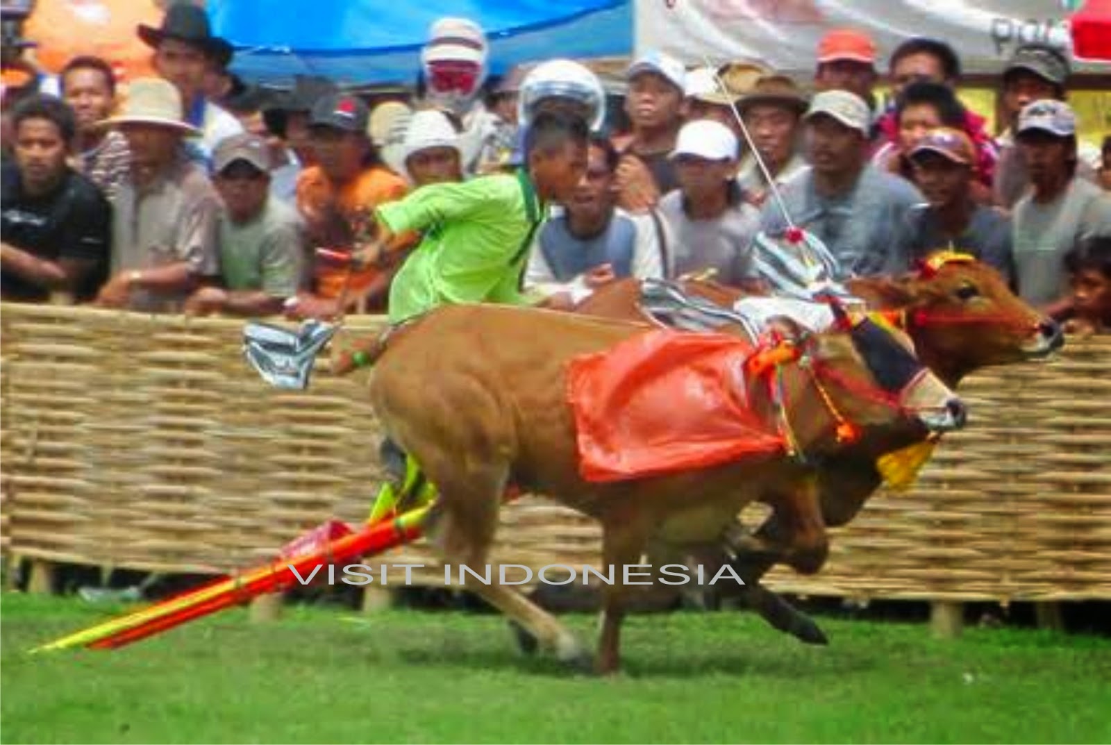 culture of INDONESIA: karapan sapi(cow racing)