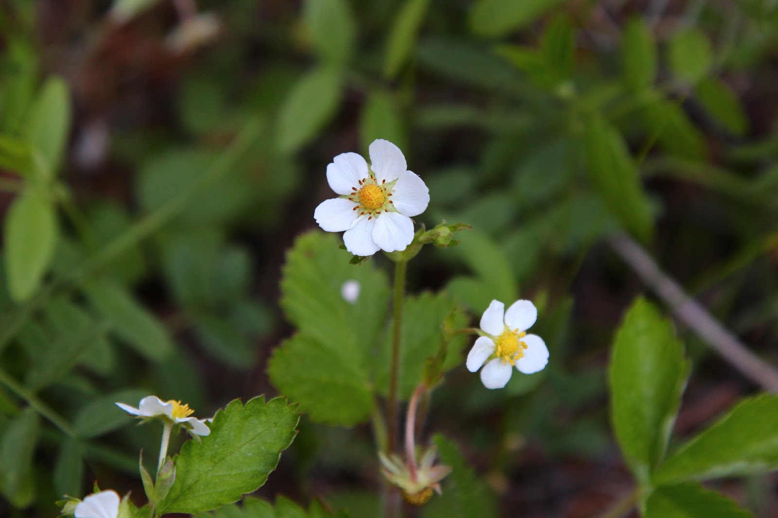 Травы Байкала.: Земляника восточная - Fragaria orientalis Losinsk.