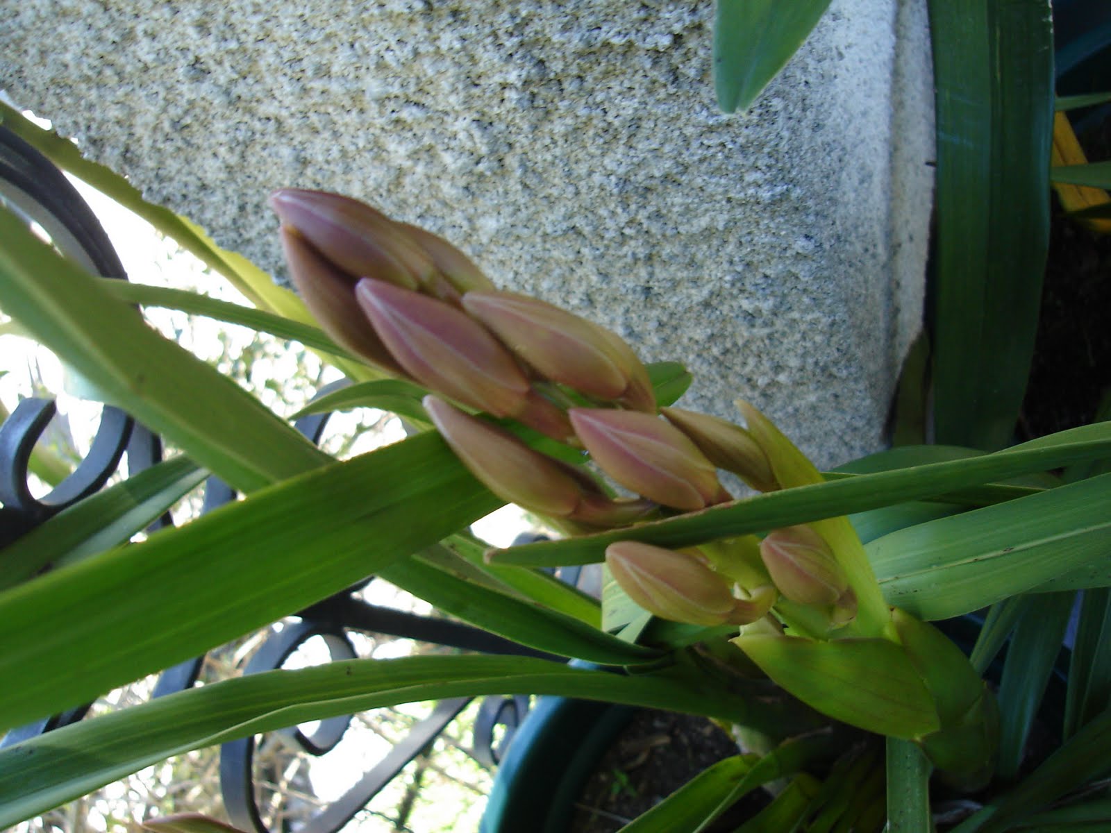 O Canteiro da Mimi: Cymbidium Lillian Stewart