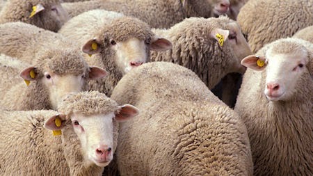 The Presurfer: Wifi-Enabled Sheep To Help Connect Rural Wales