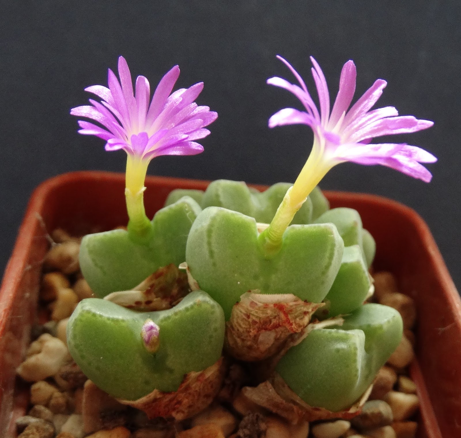 Succulent Sundae: CONOPHYTUM BICARINATUM