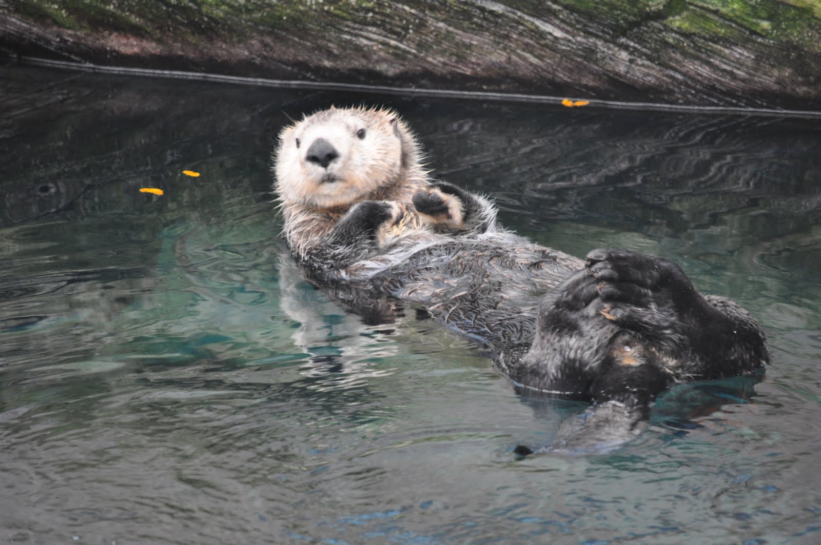 ZOOTOGRAFIANDO (MI COLECCIÓN DE FOTOS DE ANIMALES): NUTRIA MARINA / SEA ...