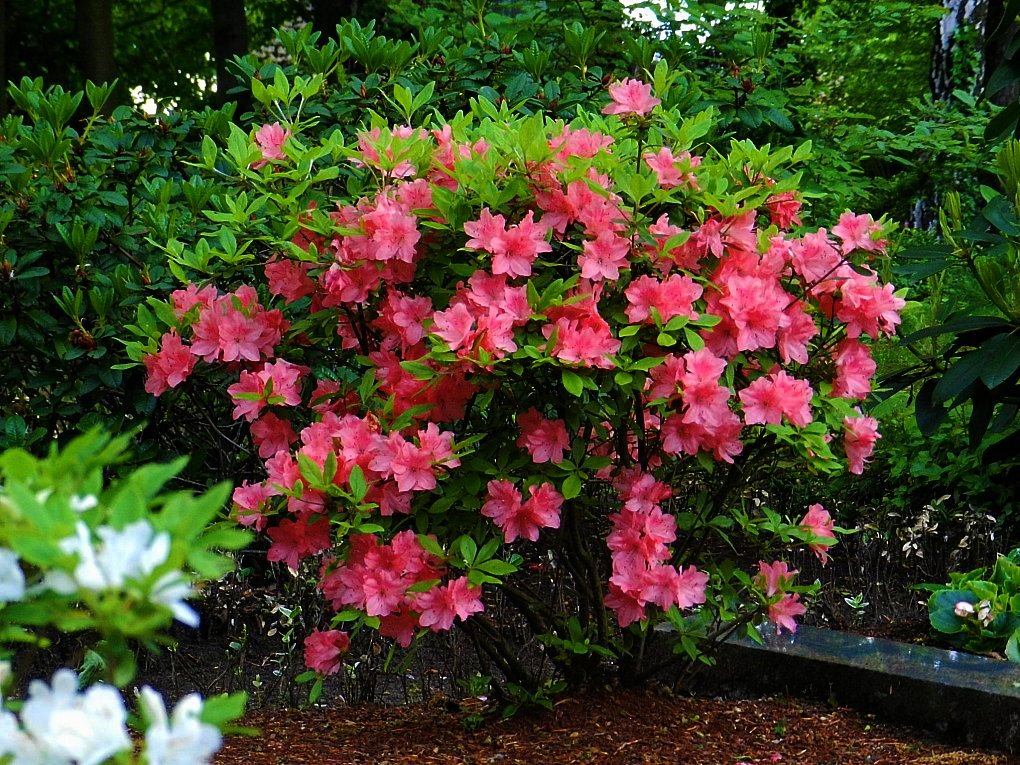 mebaisogfoto: Azalie - rododendrony