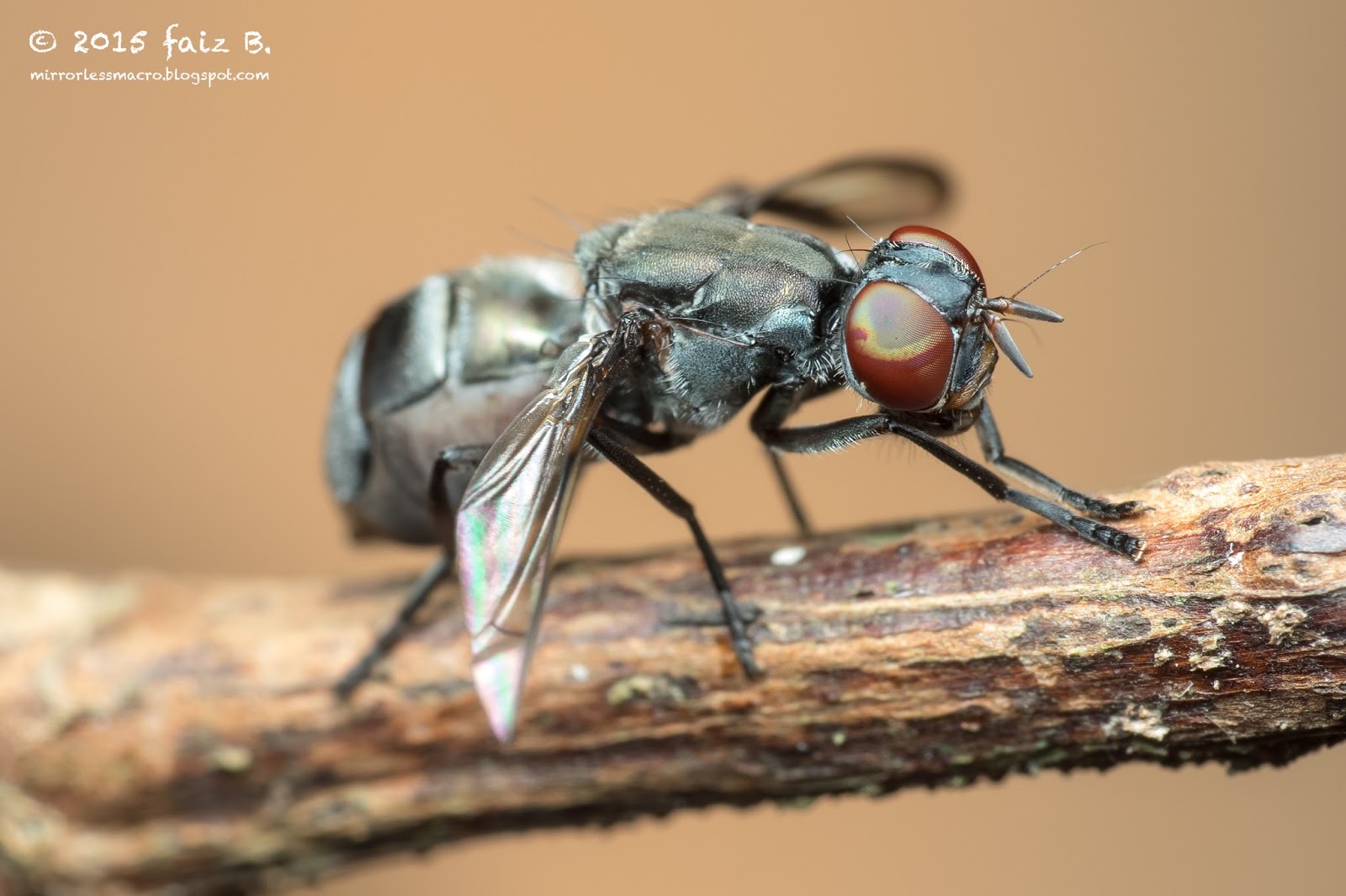 Mirrorless Macro Photography: Macro Diffuser Prototype for the ...
