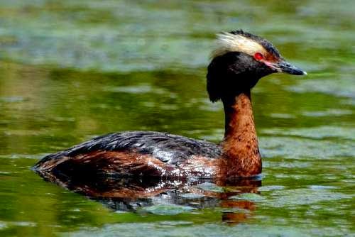 Horned grebe | Birds of India | Bird World
