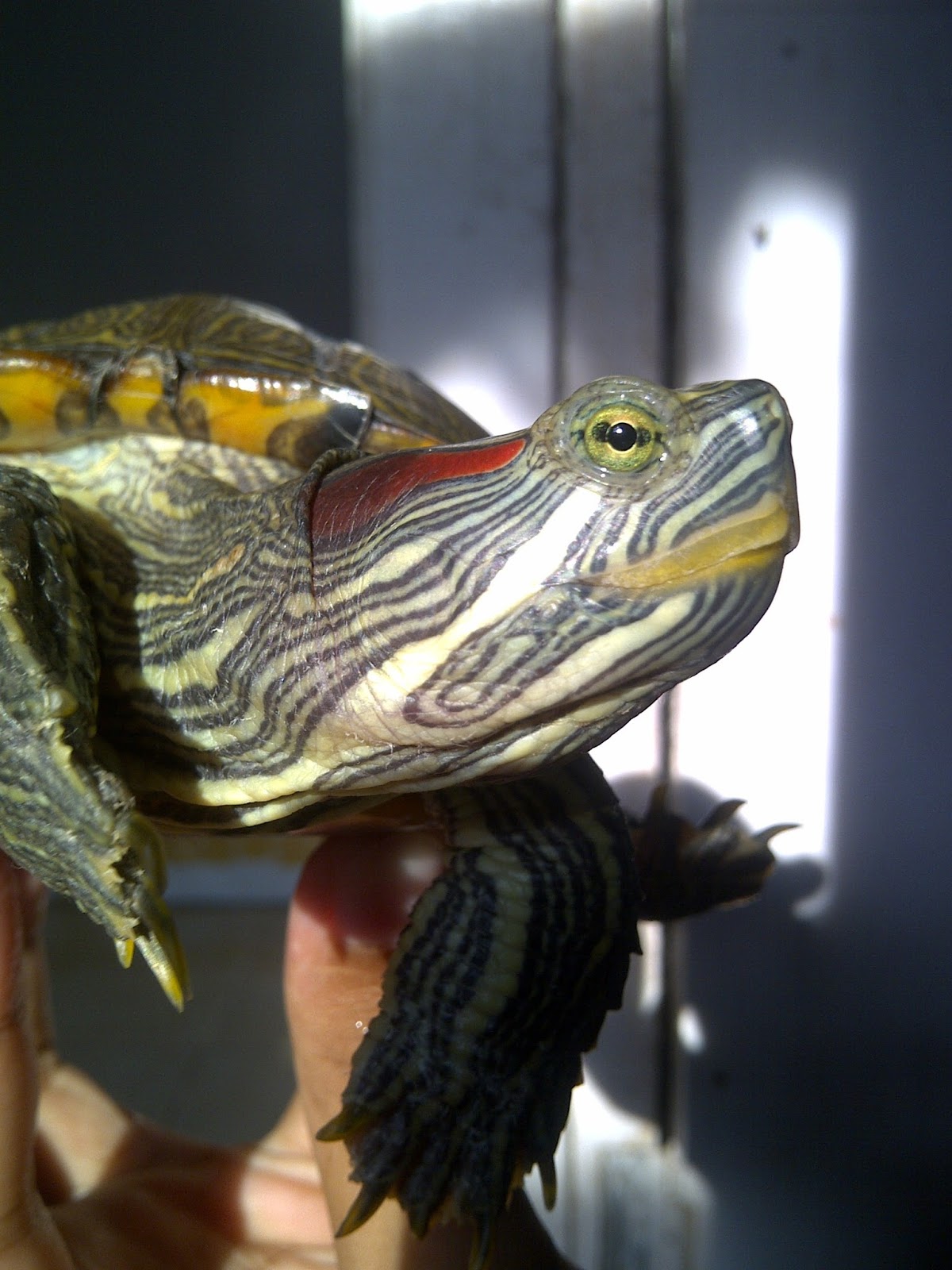 Fierda ier: Tulang sotong , untuk kura-kura Brazil (RES = Red ear slider)