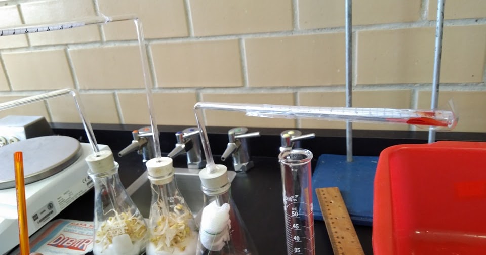 Bitácoras- Biología IV: Bitácora 8- Práctica 3-Respiración