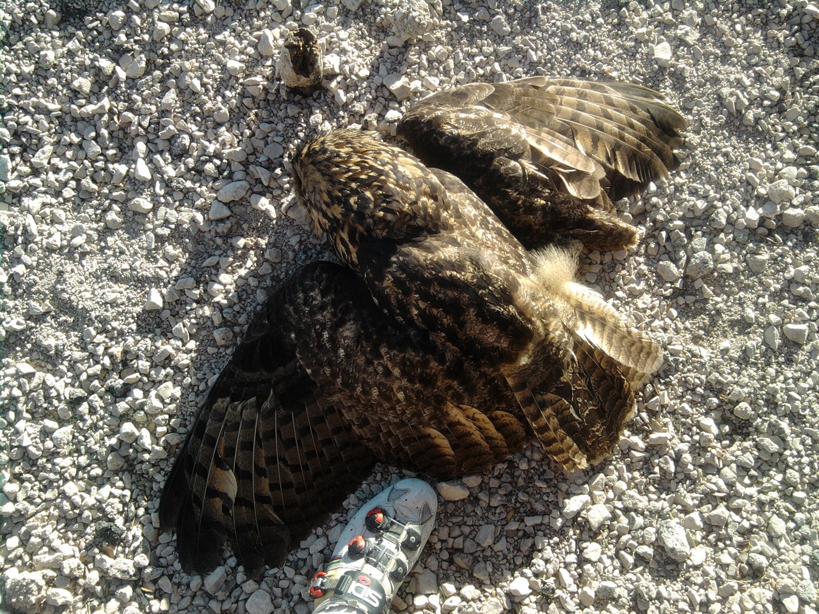 Aves en mi Mochila: Y una vez más