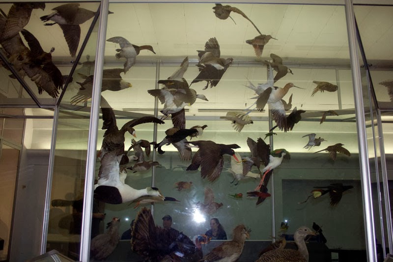 Greg's Blog: November 23, 2012: Bird Display at Art Gallery of Ontario ...
