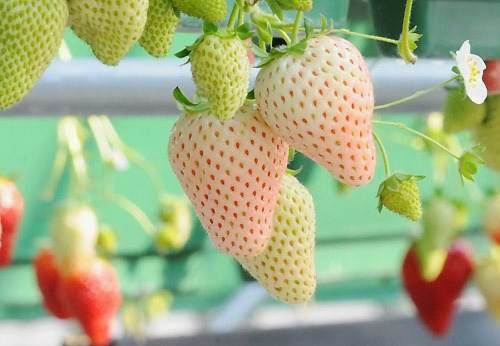 Pineberry | O Morango Branco e Sabor de Abacaxi (Morango Abacaxi)