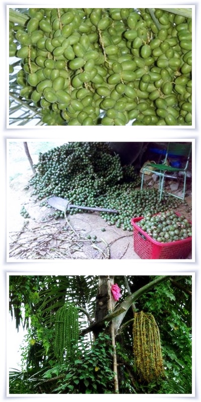 ♥ Lurania 86 ♥: ♥ Buah Kabung ♥