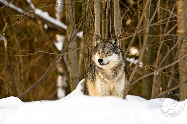 White Wolf : Fascinating Wolf Pictures Captured By Michigan ...