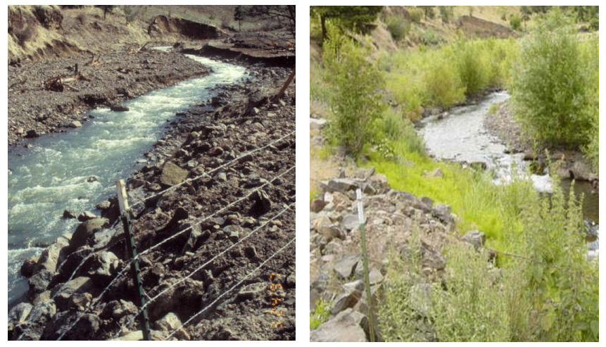 dandelions and concrete: three levels of stream restoration & riparian ...
