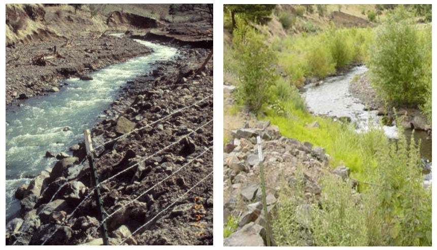 dandelions and concrete: three levels of stream restoration & riparian ...