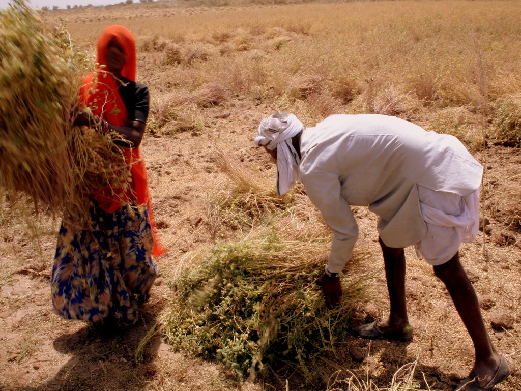 FOOD, TRAVEL AND MORE: ELEVEN BIGHAS OF CHANE KE KHET