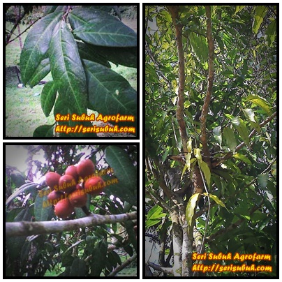 Cemperai (Champereia manillana) | Jualan Benih dan Koleksi Artikel Anak ...