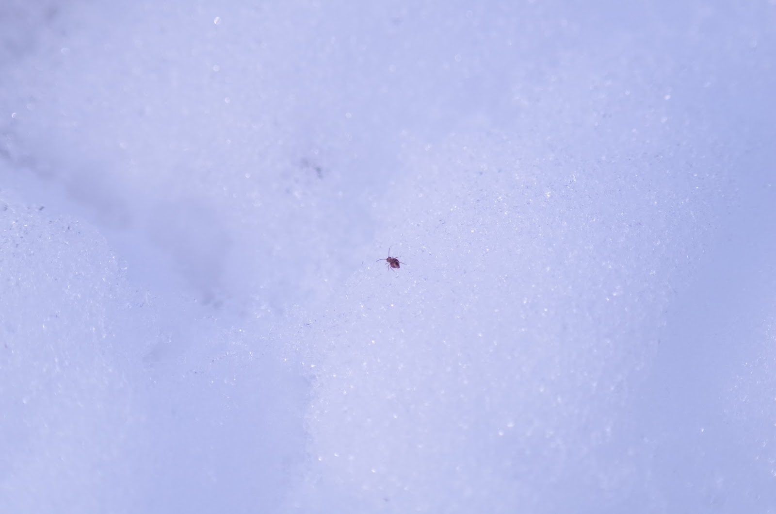 The Bugs in the Backyard: Snow Bugs