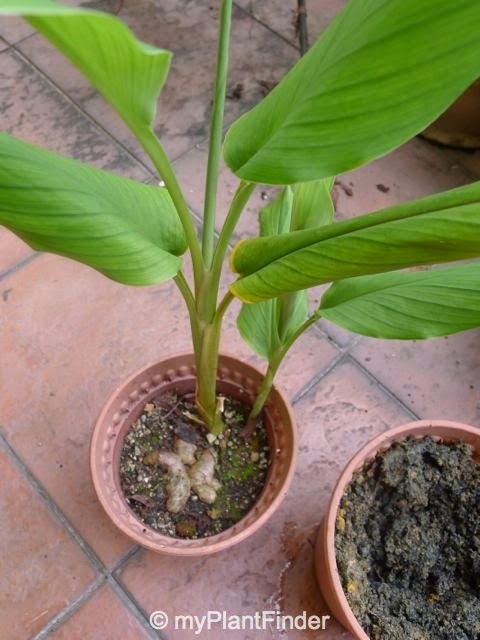 MY PLANT FINDER | Plant Guide: Curcuma longa