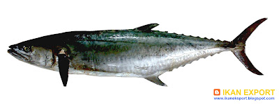 Ikan Eksport: Tenggiri