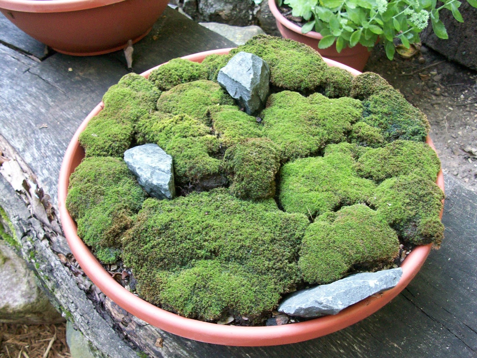 Rotary Botanical Gardens - Hort Blog: Mosses In Containers