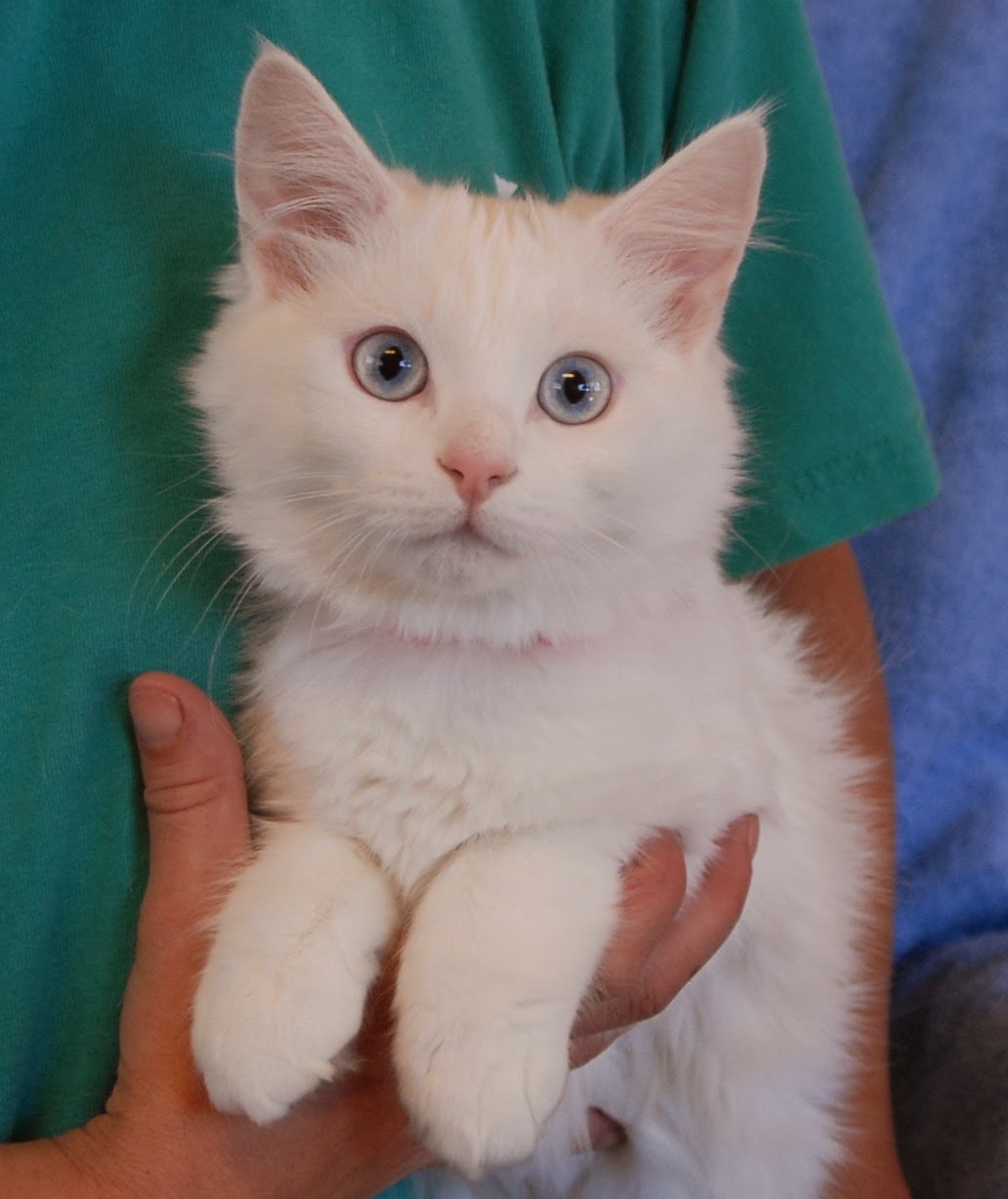 Powder Puff and her "Snow-White Kittens" debuting for adoption today!