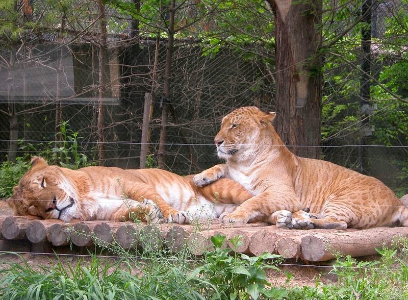LIGER : The large member of the cat family.