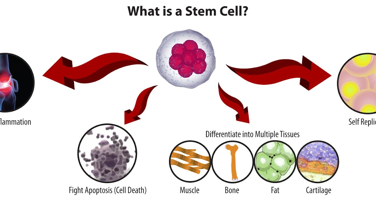 Stem Cell Basics