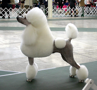 The Friendly Groomer: Show Grooms vs. Pet Grooms