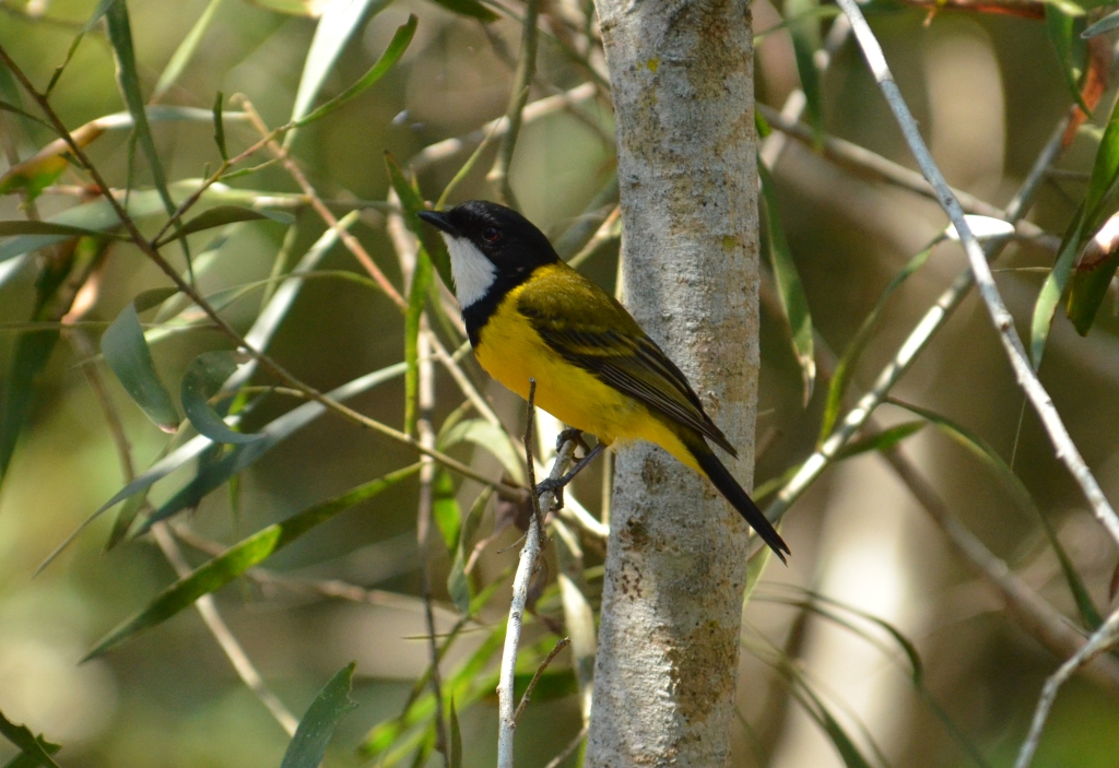 Australian Birds Photography: KEUNEA PHOTOGRAPHY: Birds of Coles Creek