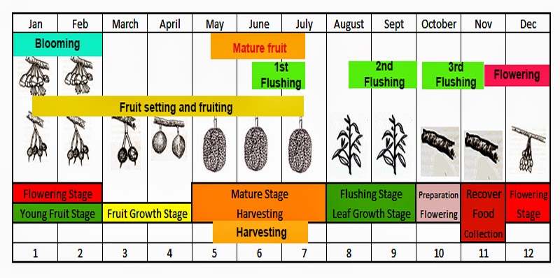 Durian Info: Durian: Crop Production Cycle and Orchard Management Practices