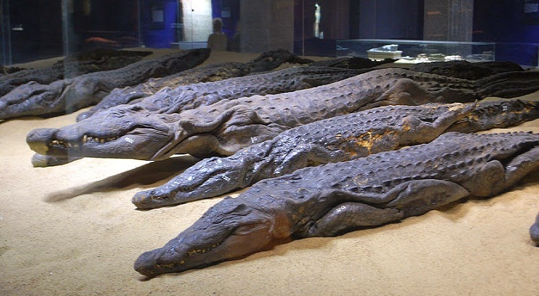 Over 300 mummified crocodiles were found at the Temple of Kom Ombo, a ...