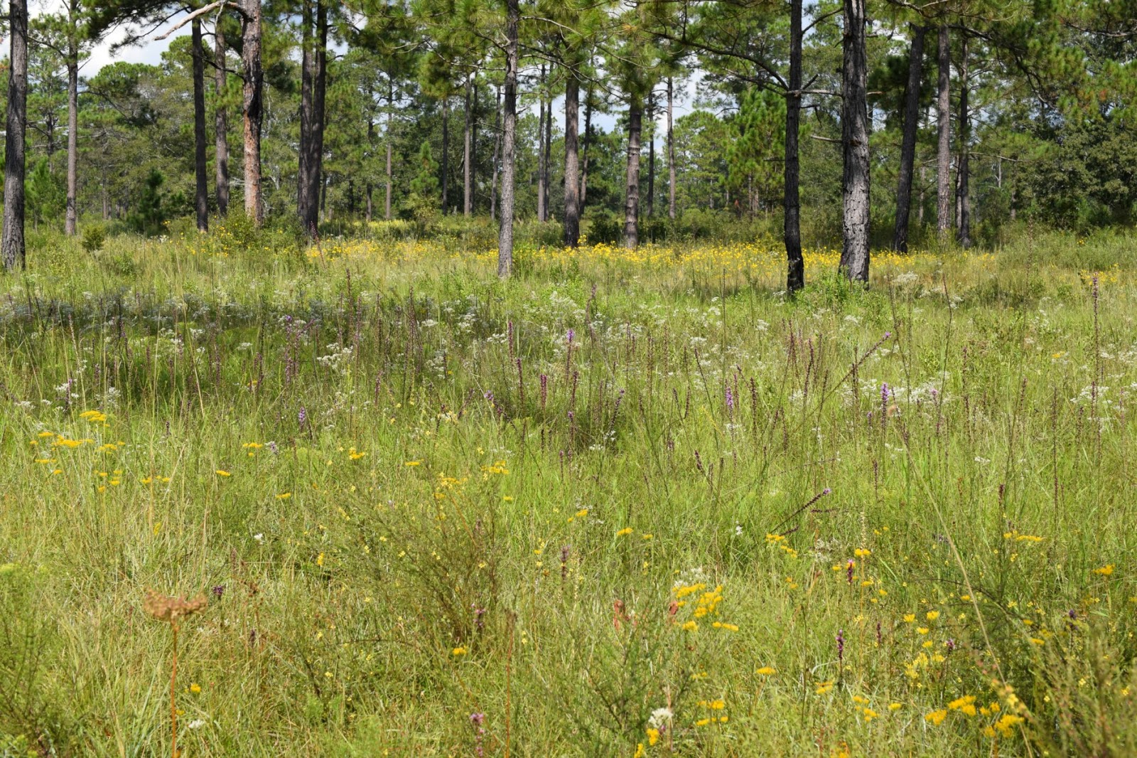 Using Georgia Native Plants: A Bog Visit in South Georgia